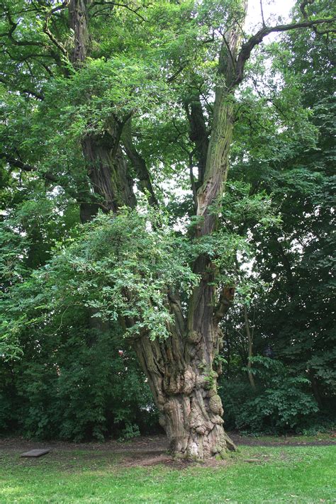 Akazie (Robinia) - Heilkräuter-Infos :Heilkräuter-Infos