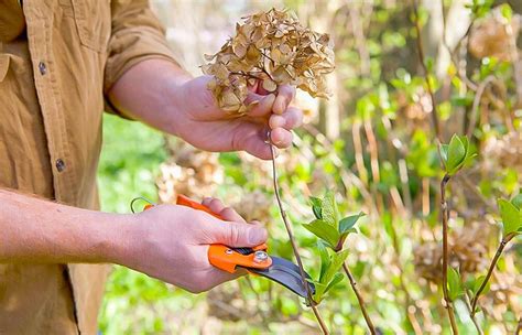 Искате ли хортензиите да цъфтят в огромни цветове Заровете ТОВА под всяко растение през март