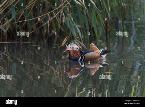 Displaying Drake Mandarin Duck Aix Galericulata Stock Photo Alamy