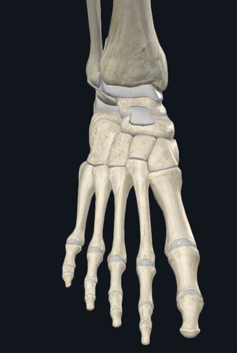 Diagram Deeltoets 2 Ligamenten Enkel En Voet Anterior Quizlet