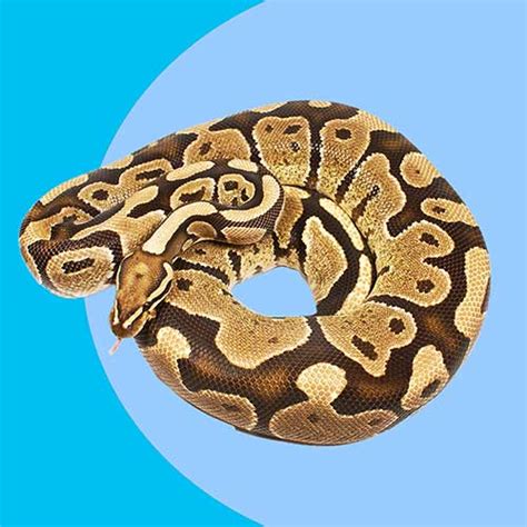 Available Fire Ball Pythons Python Regius From Serpentia
