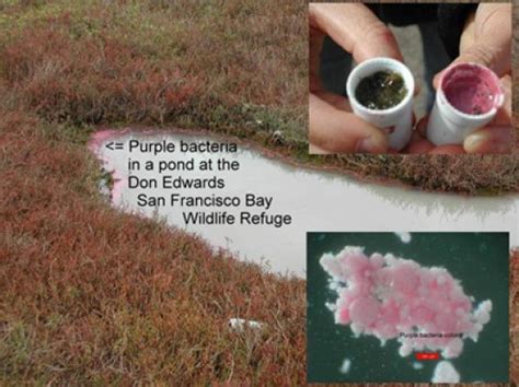 Photosynthetic Bacteria Green Bacteria Purple Bacteria And Cyanobacteria Hubpages