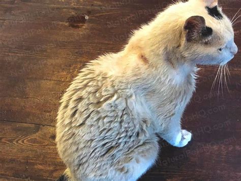 Demodectic Mange In Cats Vets Advice For Cat Owners Natural Pets Hq