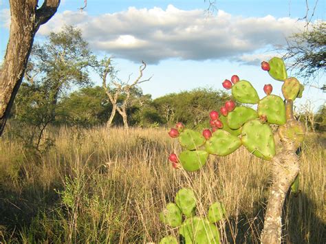 Esteros y Algarrobales del Río Uruguay OAN l Observatorio Ambiental