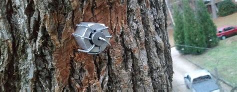 Cabling And Bracing Arbormax Tree Service