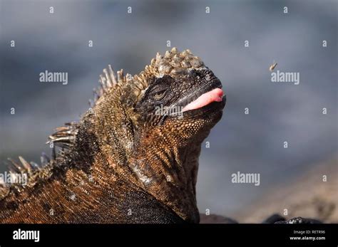 Marine Iguana Amblyrhynchus Cristatus Santiago Island Galapagos Islands UNESCO World