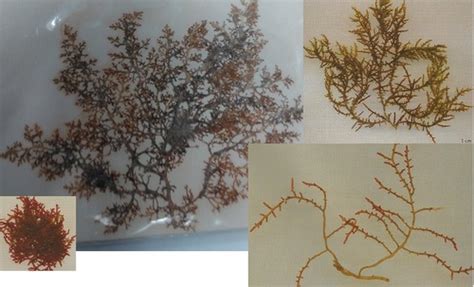 Mangrove Organisms Phylum Rhodophyta Red Algae And Phylum Phaeophyta Brown Algae Flashcards