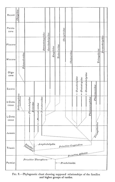 Publication Dates Of Papers That Included Phylogenetic Trees For Turtle