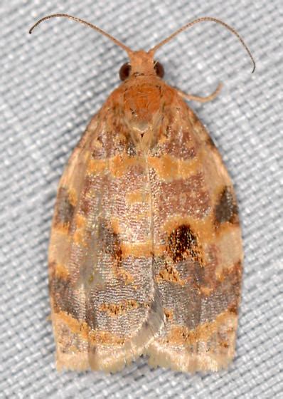 Archips Fervidana Archips Fervidana Bugguide Net