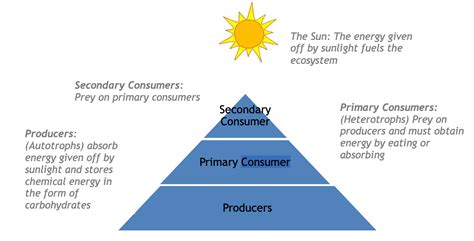 Flow Of Energy In Ecosystems Recent Activity Goopennc