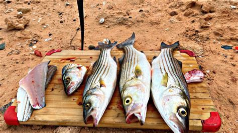 Epic Bass Fishing Action From Shore At Lake Powell Catch And Cook Youtube