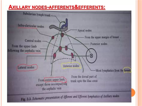 Venous And Lymphatic Drainage Of Upper Limb Ppt