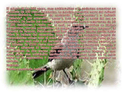 Nezahualcóyotl El Cenzontle