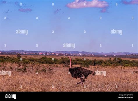 Nairobi National Parks Kenyas Capital City County Ostriches Are Large
