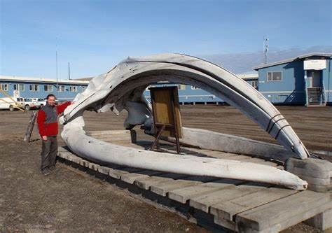 Huge Bowhead Whale Skull Rpics