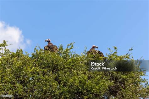 맑고 푸른 하늘을 배경으로 키 큰 나무 꼭대기에 자리 잡은 큰 새들 갈고리 발톱에 대한 스톡 사진 및 기타 이미지 갈고리 발톱 고리 발톱 깃털 Istock