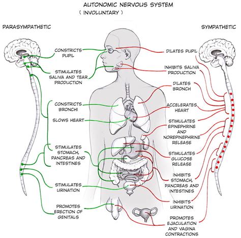 How The Autonomic Nervous System Impacts Daily Life Intro Psych Blog