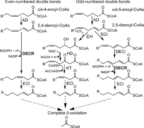 Figure 1 From Mitochondrial 2 4 Dienoyl Coa Reductase Deficiency In Mice Results In Severe