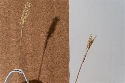 Corn Tassel