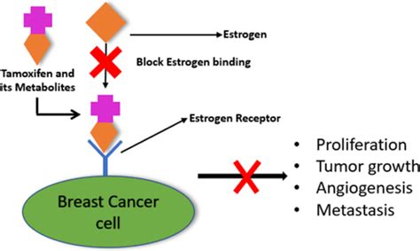 Overcoming Tamoxifen Weight Gain Losing Weight After Breast Cancer