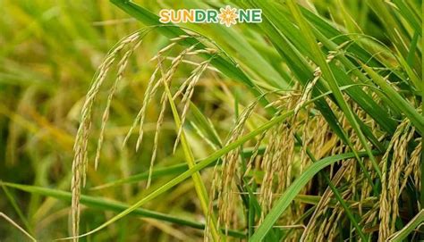 Giống Lúa St25 Đặc Điểm Năng Suất And Cách Trồng Hiệu Quả
