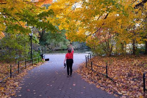 How Do Trees Make Oxygen Photosynthesis Is Essential
