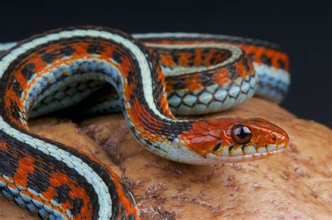 54 Of The Most Colorful Snakes In The World Color Meanings