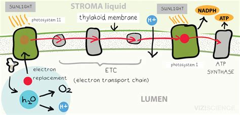 Equation For Light Dependent Reaction Tessshebaylo