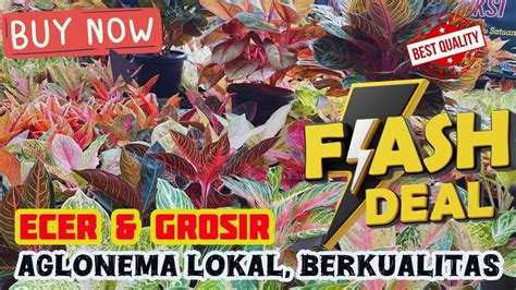 Promo Aglaonema Lokal Size Jumbo Harga Bersahabat Eps 1116 YouTube