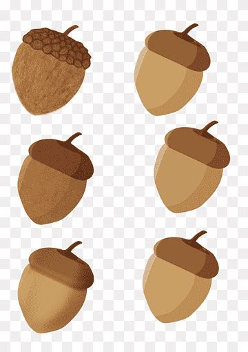 Oak Nut Png Pngwing