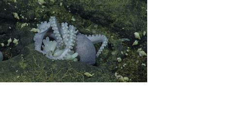 雌珍珠章魚只有葡萄柚那麼大呈現淡紫色每隻大約會產下60顆卵黏在裸露的岩石上圖片來源MBARI 國家地理雜誌官方網站探索自然