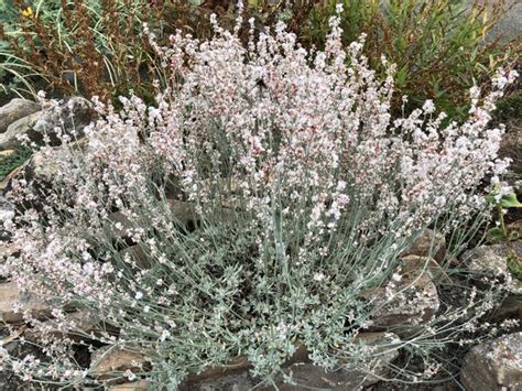 Eriogonum Far Reaches Farm