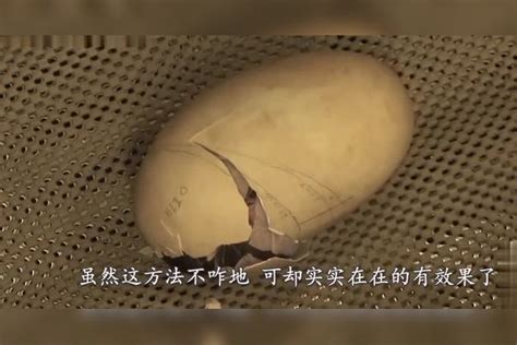 饲养员用胶带缠住打破的蛋，竟然还孵出了濒危物种濒危胶带物种
