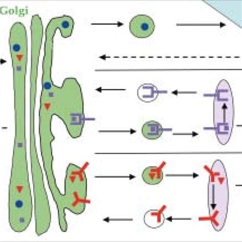 Functional Model Of The Secretory Pathway And The Pathways To Two Download Scientific Diagram