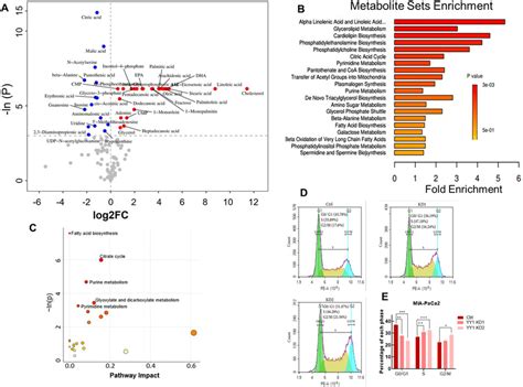 Knockdown Of YY1 Impairs Cellular Nucleotide Homeostasis A Metabolite
