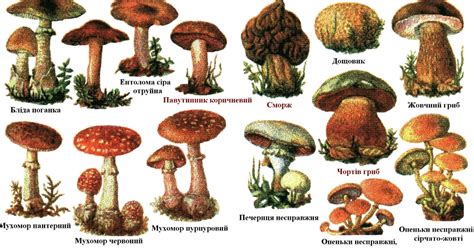 6 клас Практична робота Розпізнавання їстівних та отруйних грибів своєї місцевості Тест на