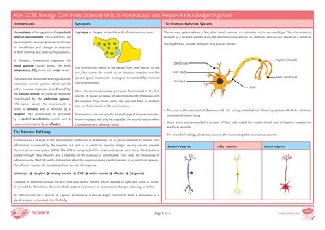 AQA Homeostasis And Response Knowledge Organiser Homeostasis