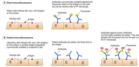 Diagrams Indicating A Direct Immunofluorescence And B