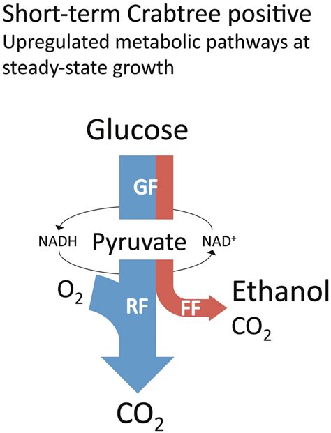 Yeast Central Carbon Metabolic Pathways At Steady State Growth All Download Scientific Diagram