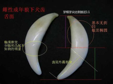真假狼牙辨别 知乎