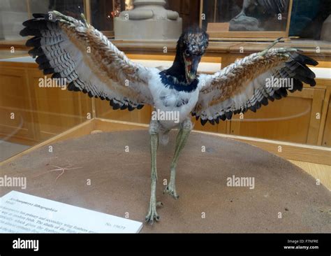 Archaeopteryx Vs Modern Birds At Cristal Lawrence Blog