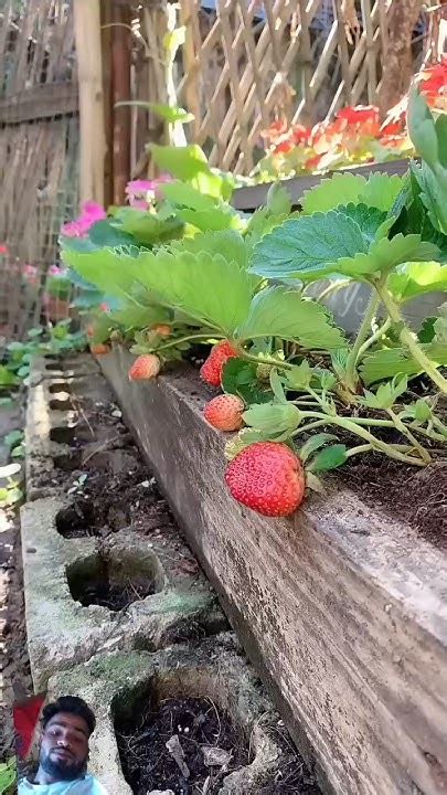 Strawberry Farming 🍓 Youtube