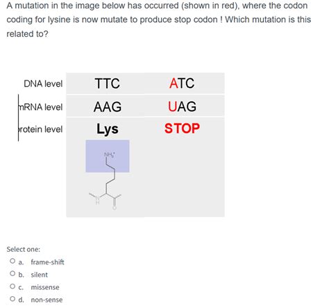 Solved A Mutation In The Image Below Has Occurred Shown In