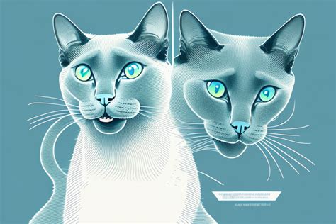 What Does Excessive Licking Of Fur Mean In Burmese Cats The Cat Bandit Blog
