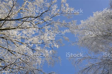 크리스마스와 새해 사이 자작 나무에 화창한 날과 서리 푸른 하늘에 대한 하단 보기 나무에 대한 스톡 사진 및 기타 이미지