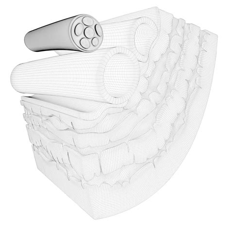 Osteocyte In Compact Bone Osteon 3d Model By Zames1992d