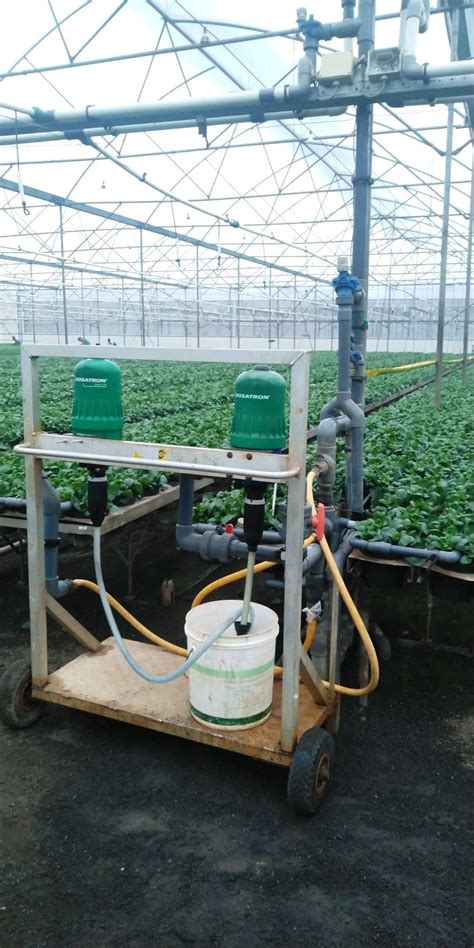 Arinitwe Kenneth On Linkedin Drenching Trichoderma On Our Kalanchoe