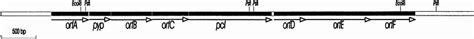 R Sphaeroides Ncib8253 65 Kb Dna Fragment Containing Orfs A F Pyp