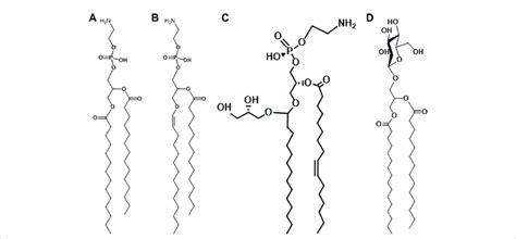 A Phosphatidylethanolamine B Plasmenylethanolamine C