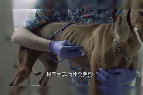 被狗咬了但没出血，要打狂犬疫苗吗？有关狂犬病的谣言与误区疫苗有关谣言
